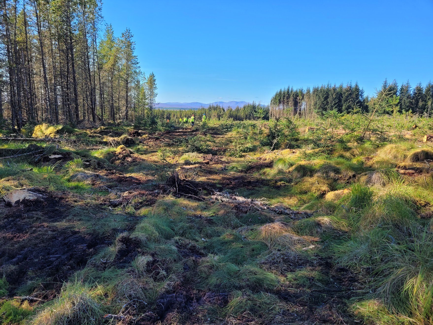 Understanding Peatlands: Hidden Climate Allies