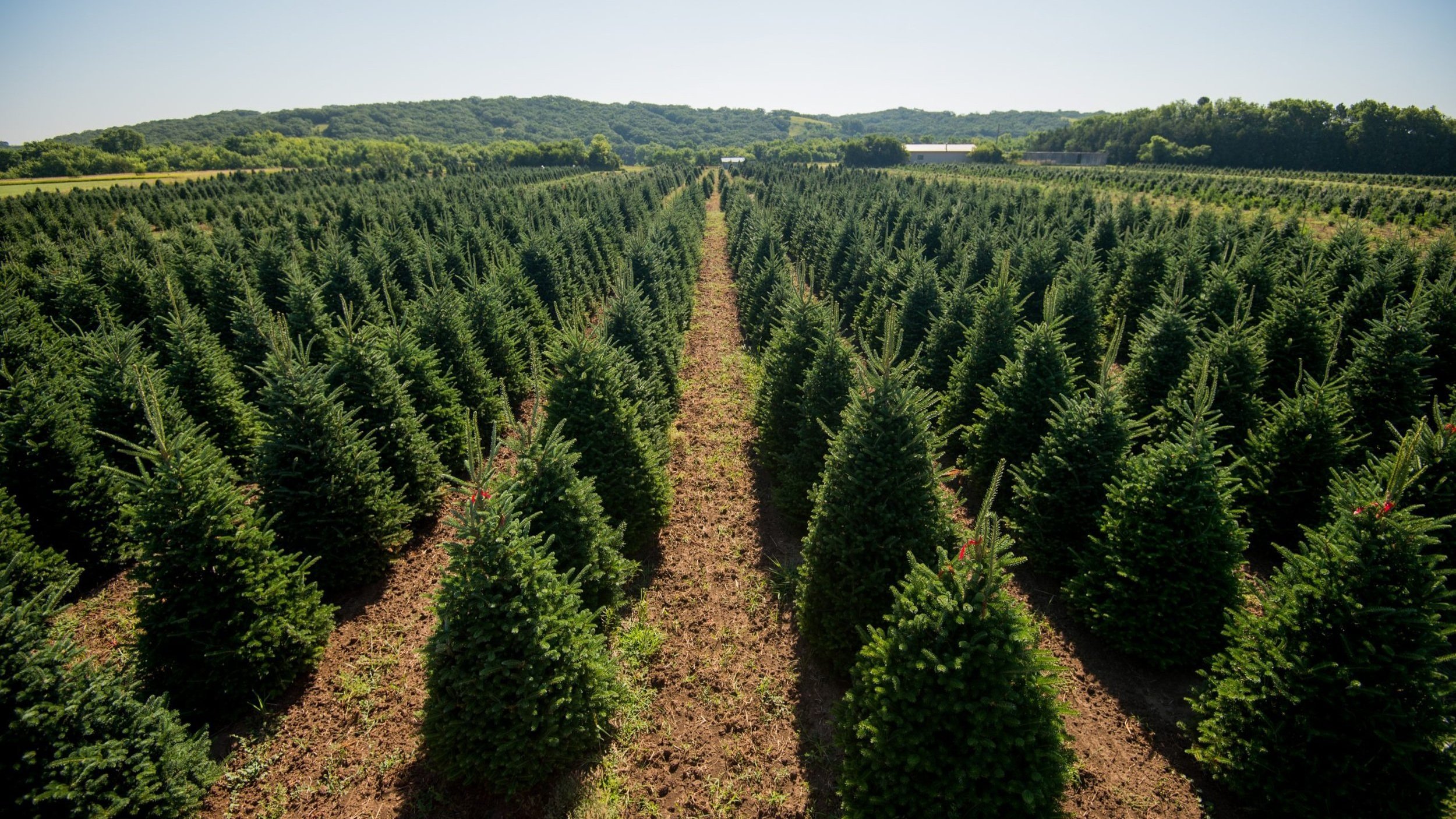 To Tree or Not to Tree? A Seasonal Look at Biodiversity Choices