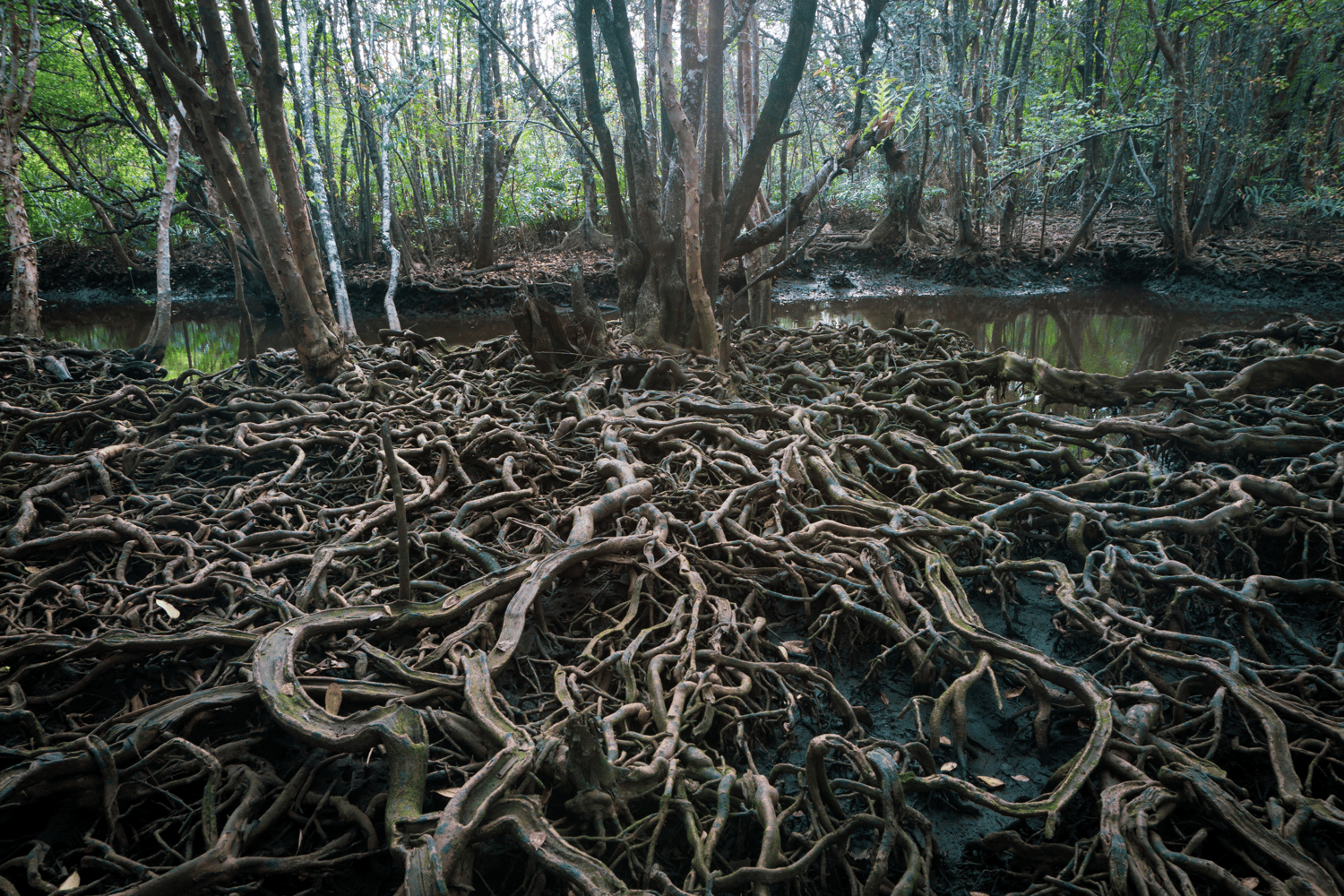 Under Pressure: The Human Threats to Mangroves