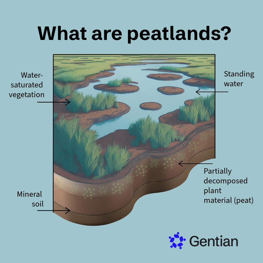 Understanding Peatlands: Hidden Climate Allies