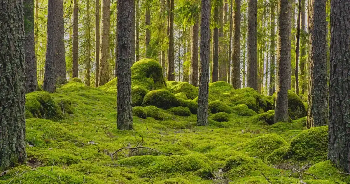 A Data‑Driven Deep Dive on International Day of Forests